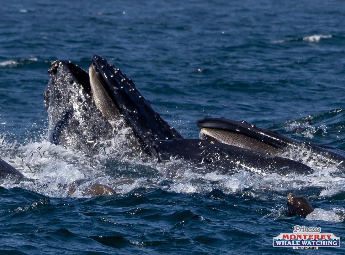 Tuesday September 6, 2022 | Princess Monterey Whale Watching