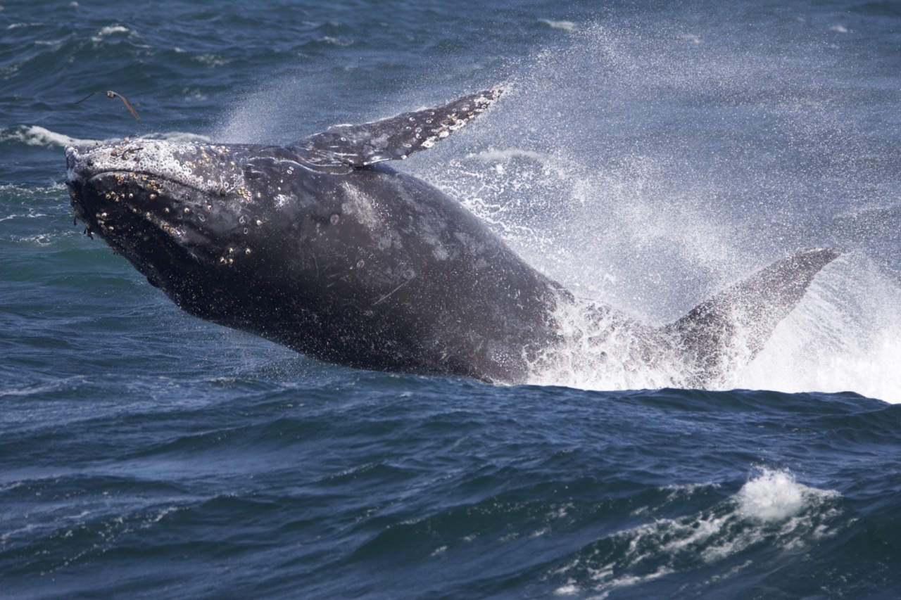 Tuesday December 20, 2022 | Princess Monterey Whale Watching