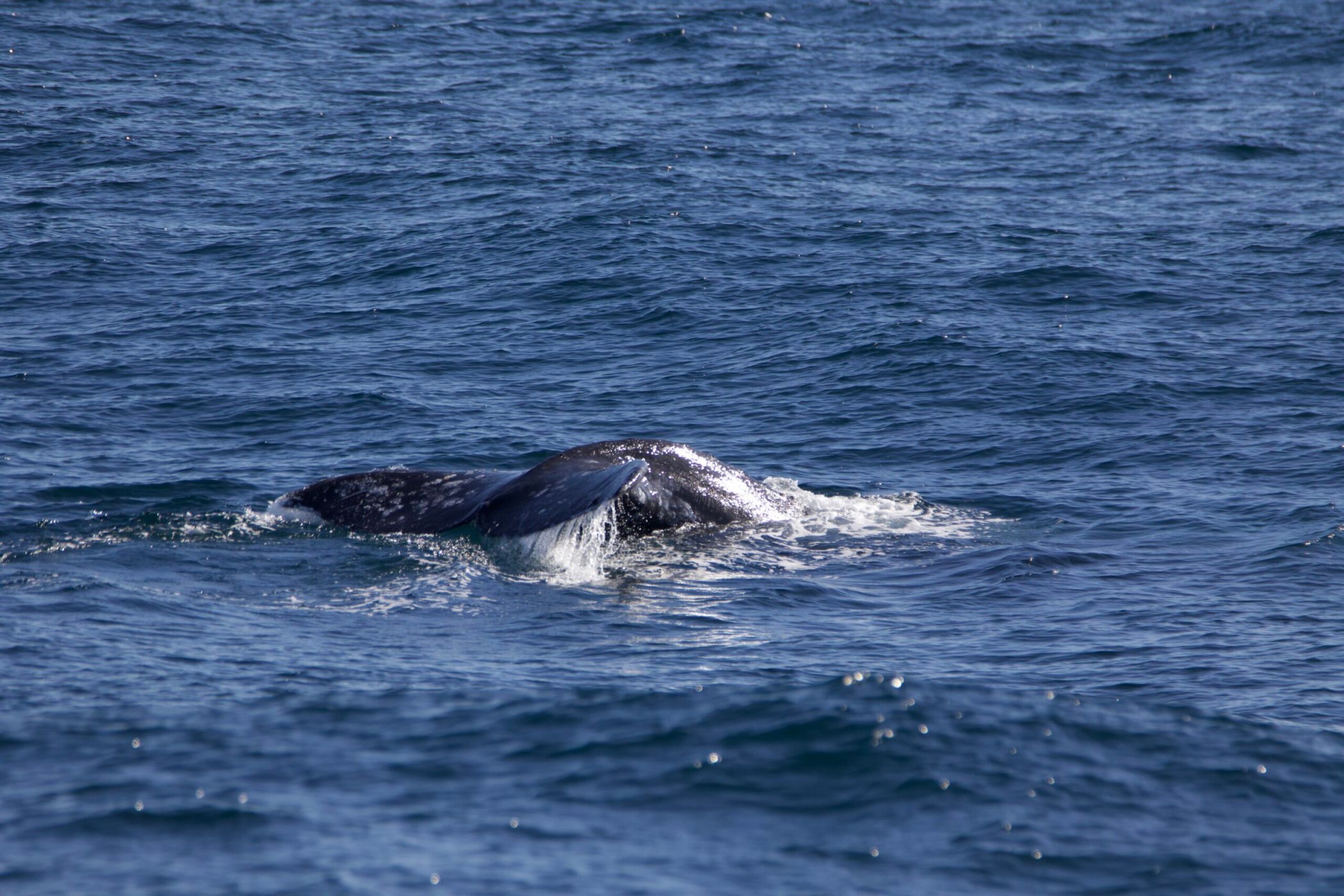 Monday February 13, 2023 | Princess Monterey Whale Watching