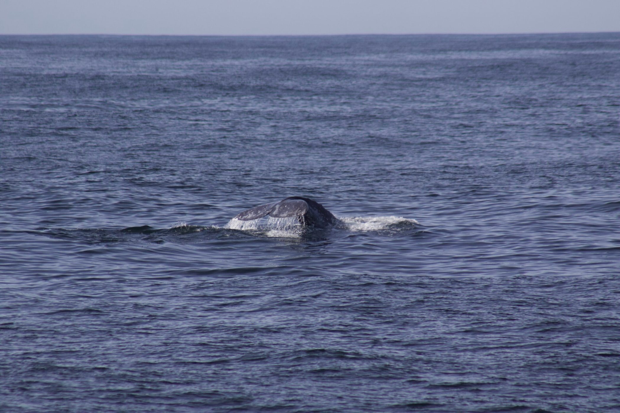 Saturday February 25 | Princess Monterey Whale Watching
