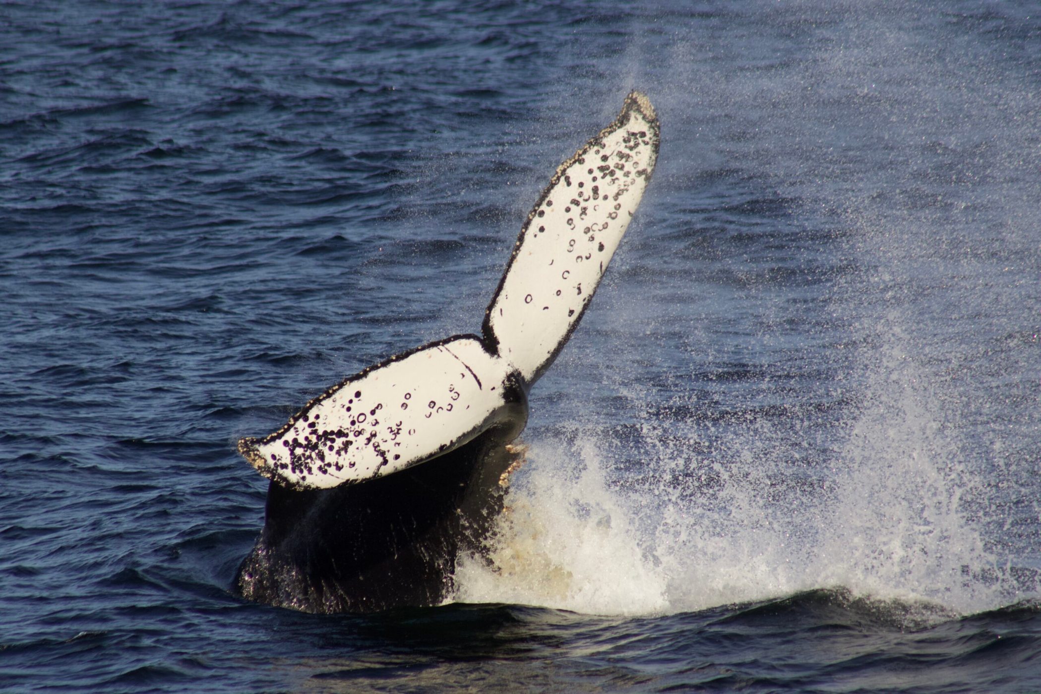 Monday February 20, 2023 | Princess Monterey Whale Watching