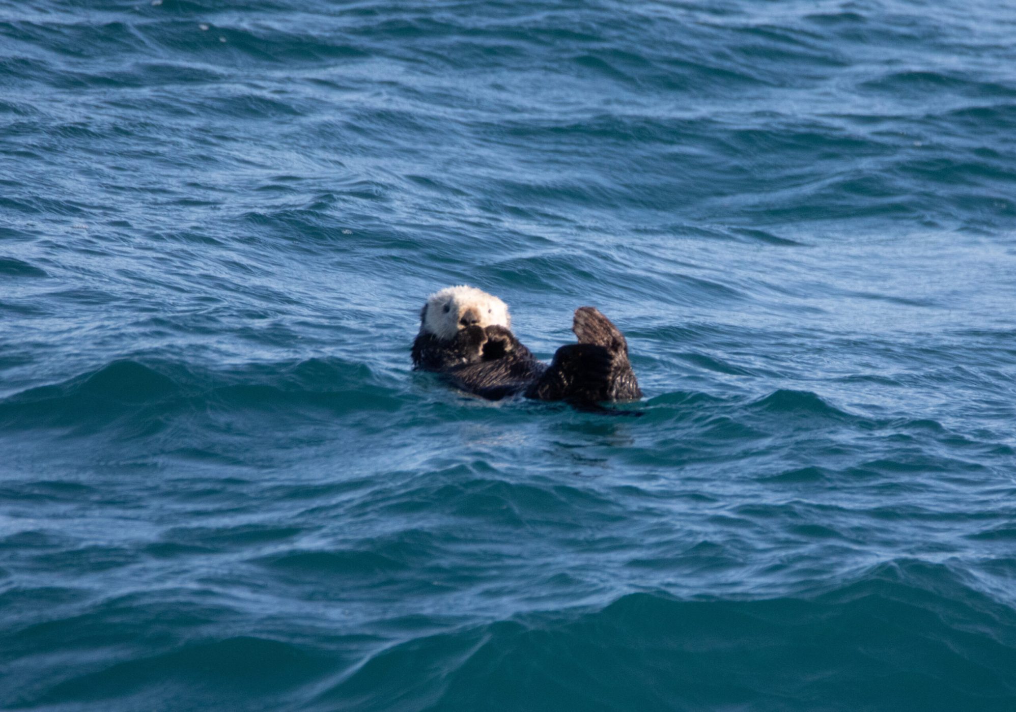 Monday February 6, 2023 | Princess Monterey Whale Watching