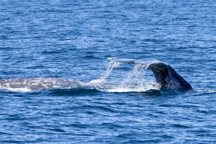 Sunday April 2, 2023 | Princess Monterey Whale Watching