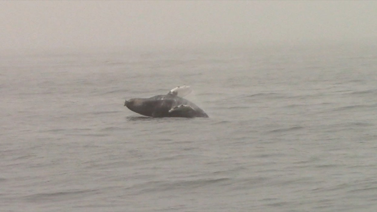 Wednesday May 17, 2023 | Princess Monterey Whale Watching