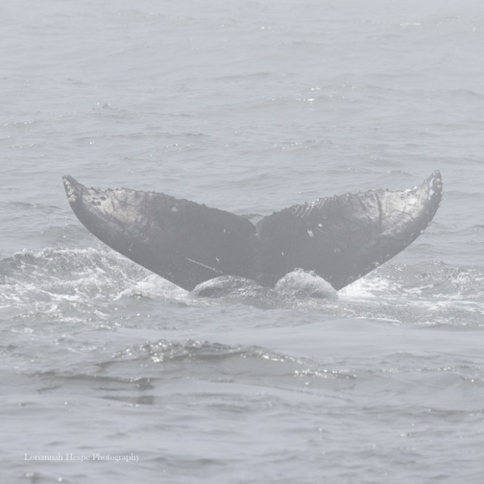 Monday July 31, 2023 | Princess Monterey Whale Watching