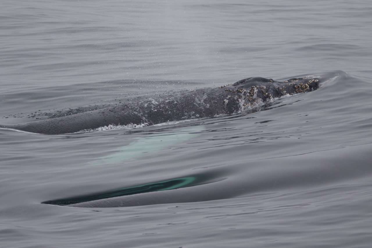 Sunday December 17, 2023 | Princess Monterey Whale Watching