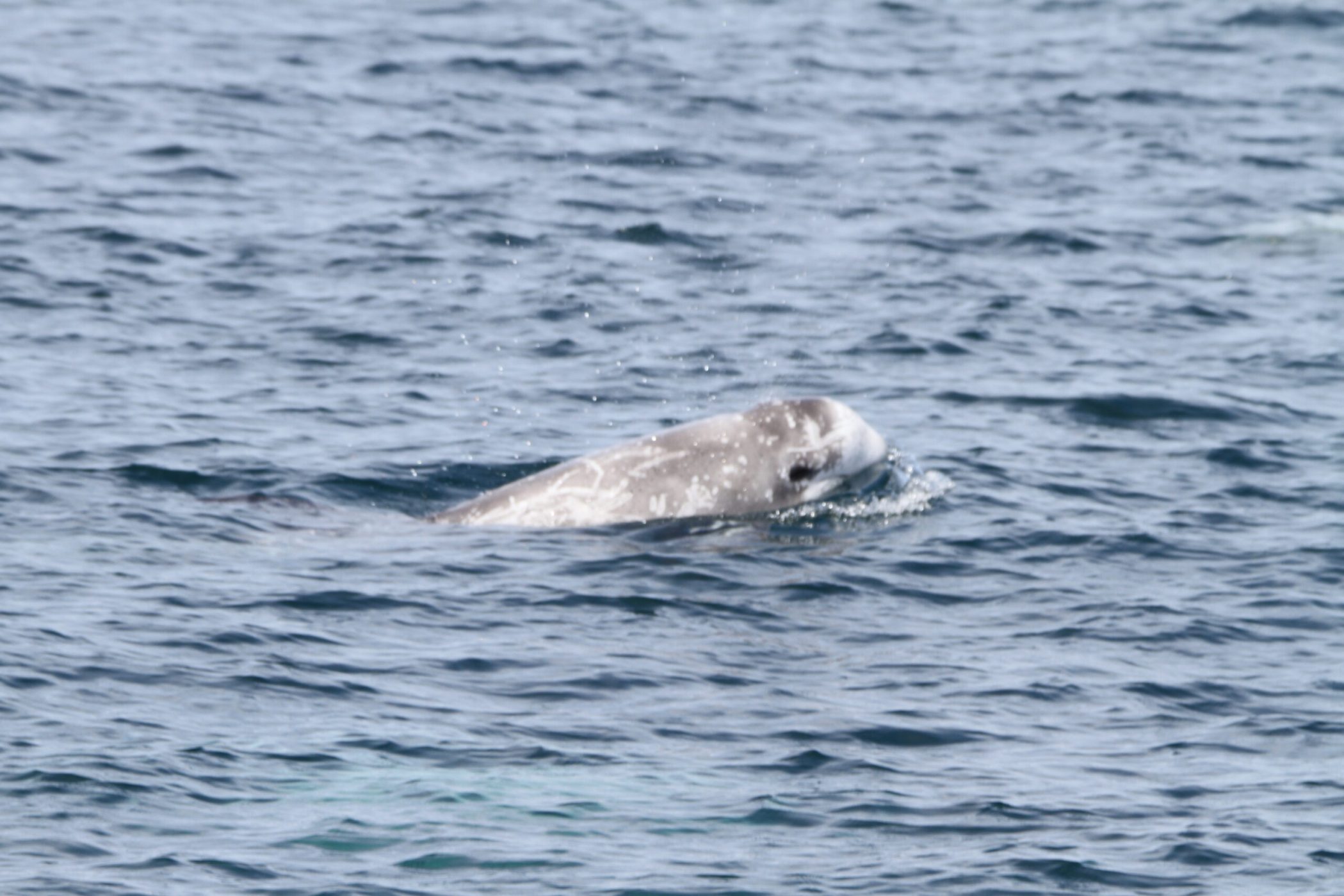 Sunday December 8, 2024 | Princess Monterey Whale Watching
