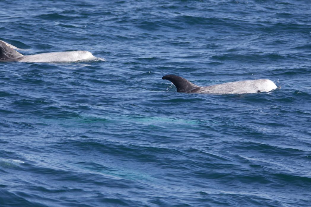 Friday January 19, 2024 | Princess Monterey Whale Watching