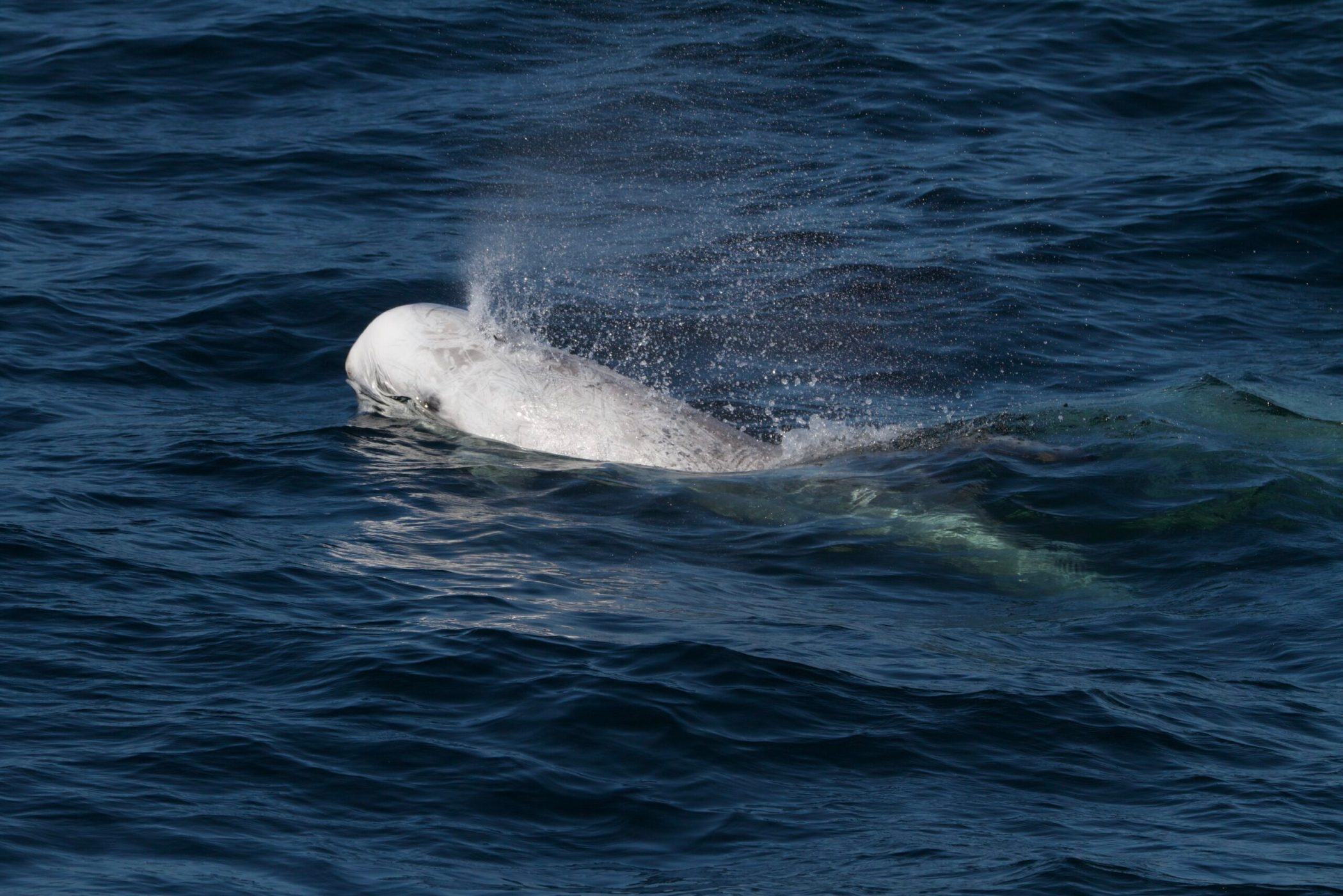 Friday February 9, 2024 | Princess Monterey Whale Watching