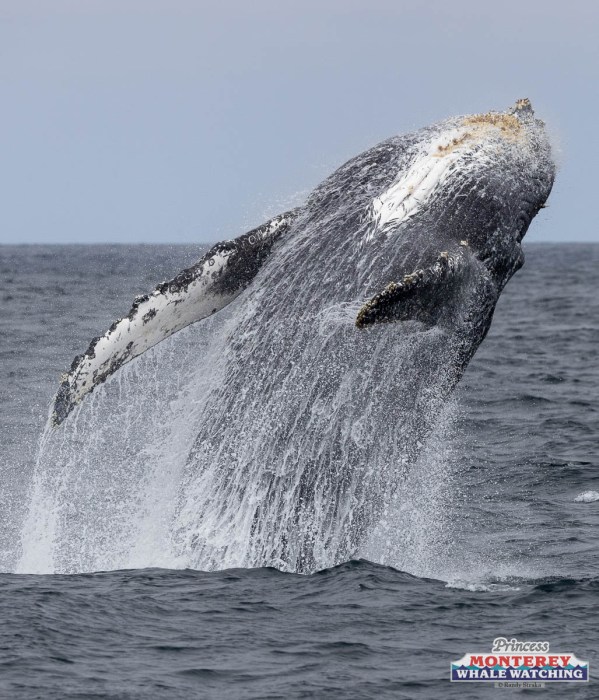 Wednesday May 22, 2024 | Princess Monterey Whale Watching