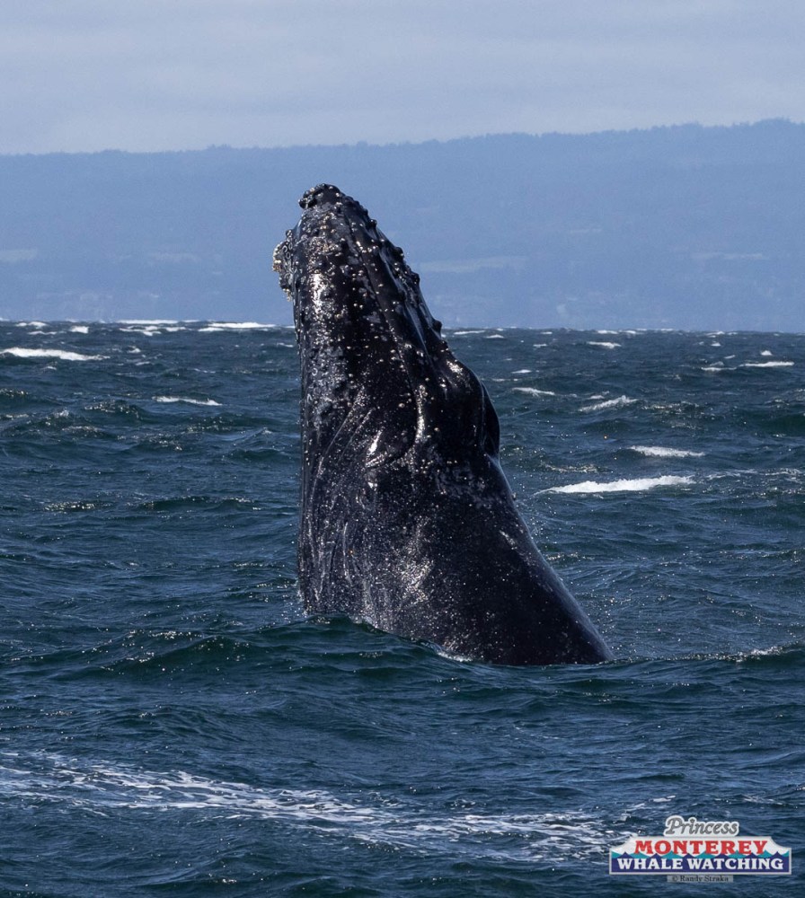 Thursday April 25, 2024 | Princess Monterey Whale Watching