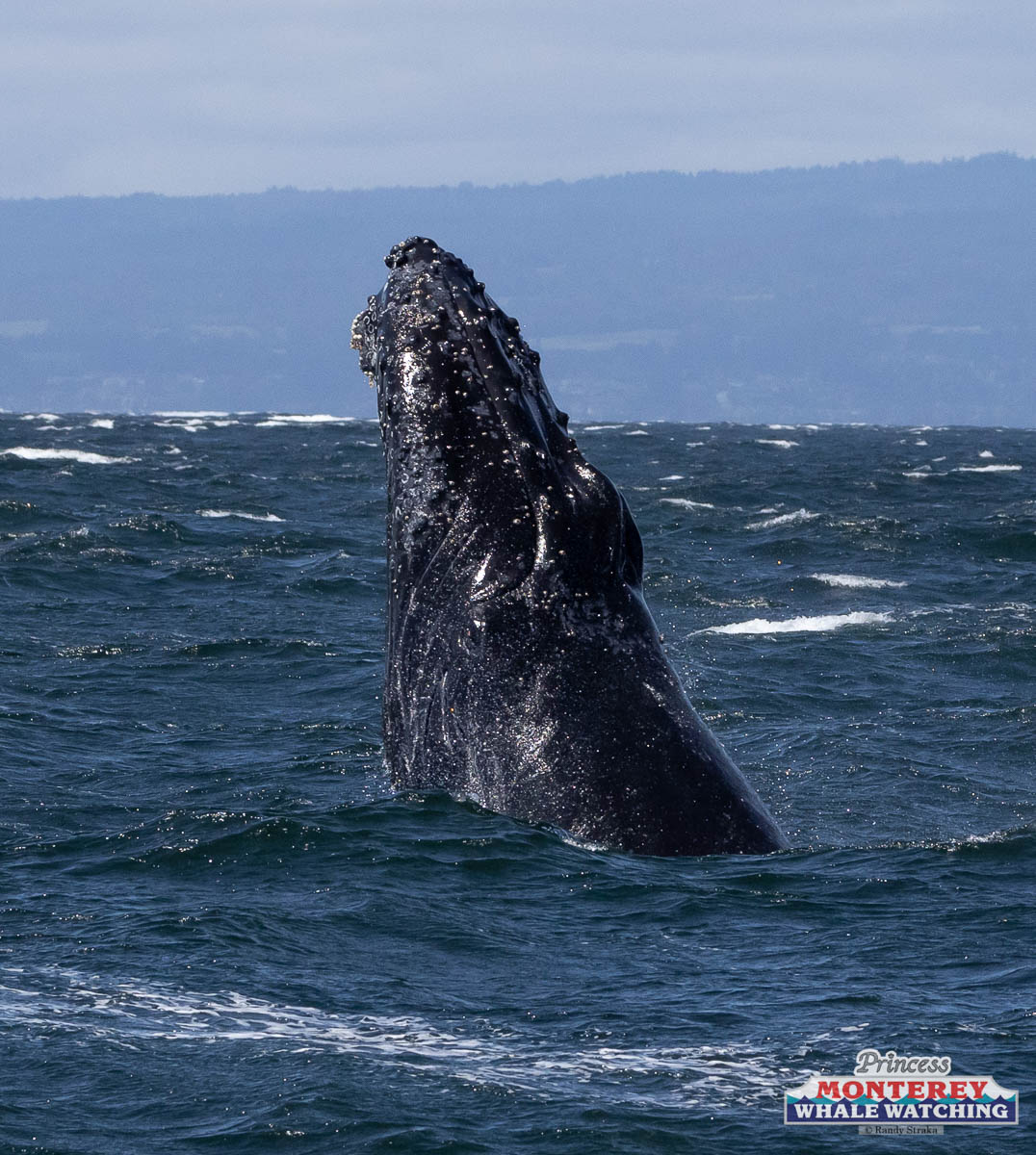 Wednesday May 15, 2024 | Princess Monterey Whale Watching