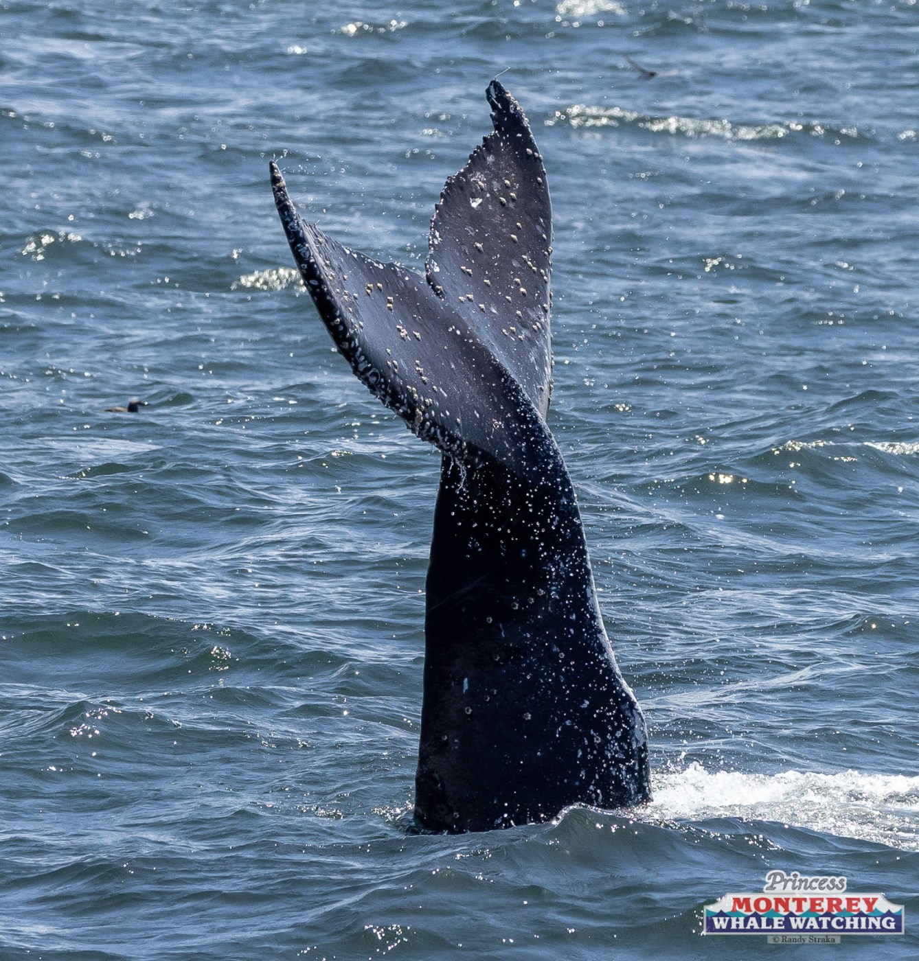 Wednesday August 14, 2024 | Princess Monterey Whale Watching