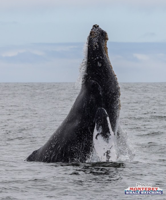 Sunday May 19, 2024 | Princess Monterey Whale Watching