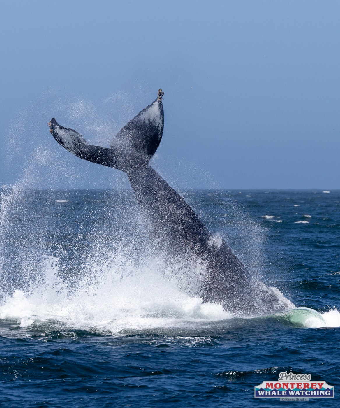 Wednesday December 4, 2024 | Princess Monterey Whale Watching