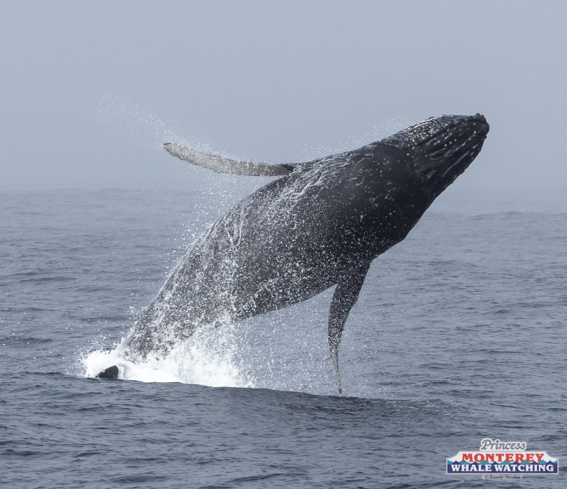 Tuesday June 11, 2024 | Princess Monterey Whale Watching