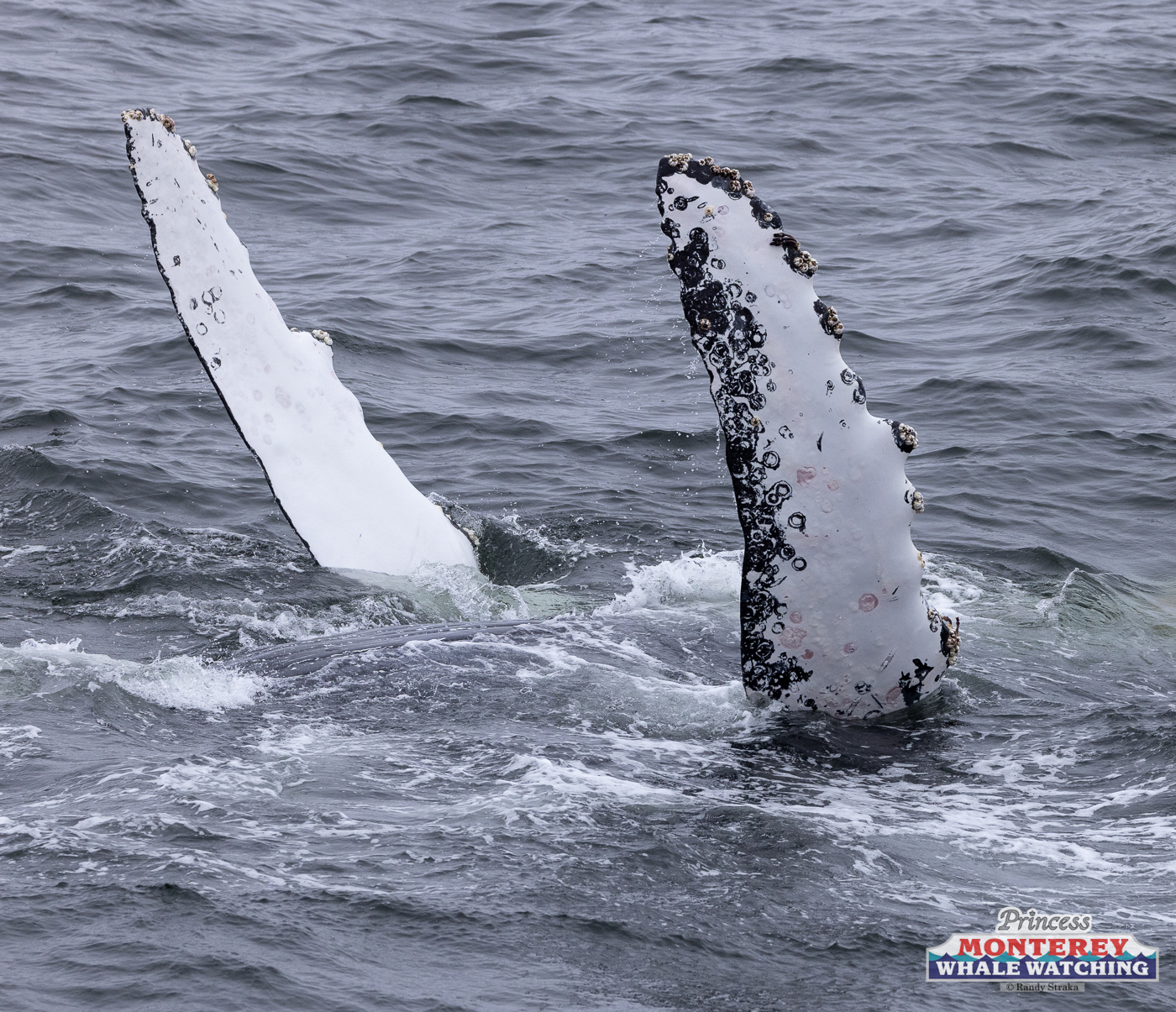 Friday August 16, 2024 | Princess Monterey Whale Watching