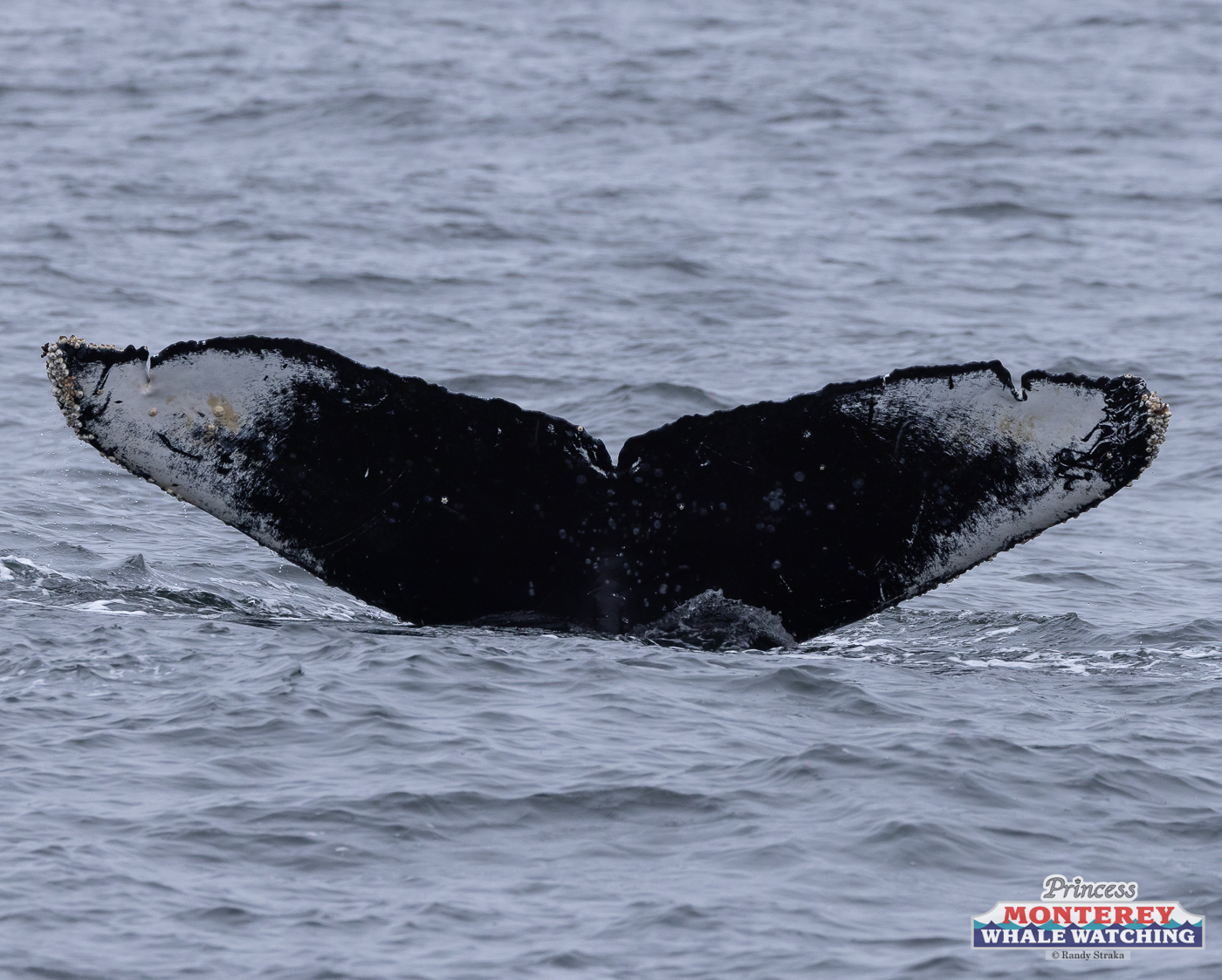 Thursday October 10, 2024 | Princess Monterey Whale Watching
