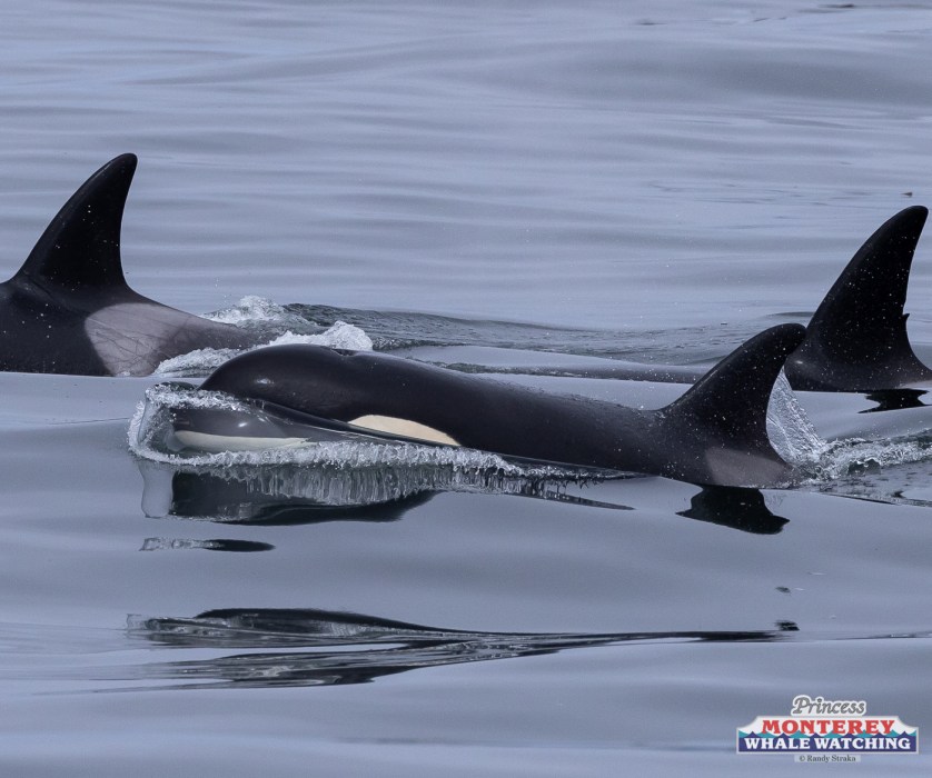 Friday June 14, 2024 | Princess Monterey Whale Watching