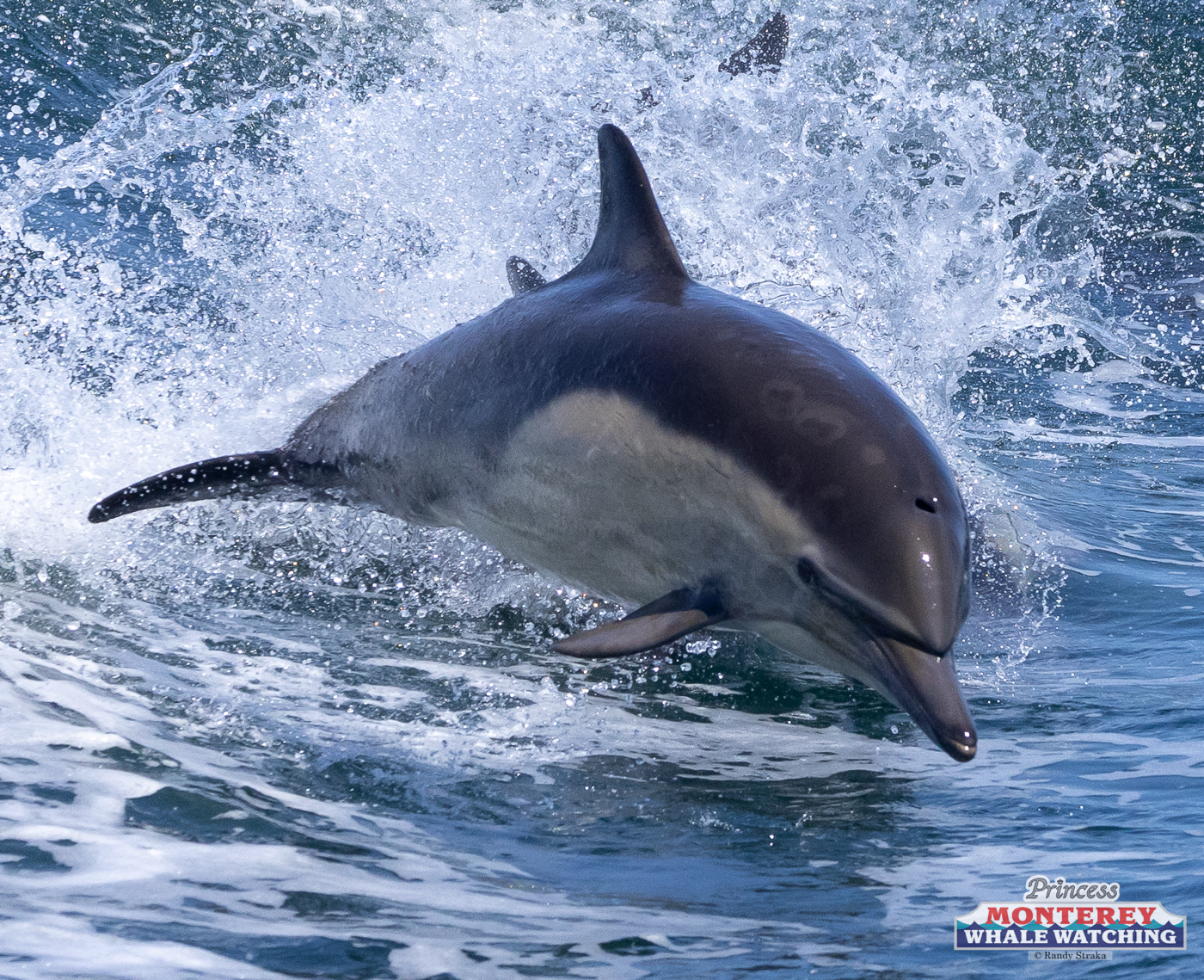 Saturday June 22, 2024 | Princess Monterey Whale Watching