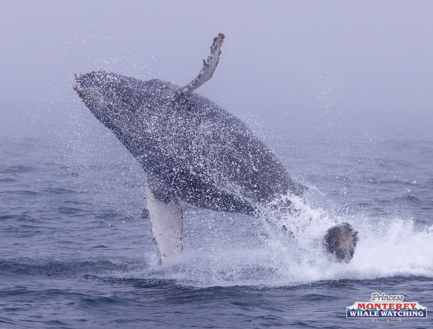 Monday August 26, 2024 | Princess Monterey Whale Watching