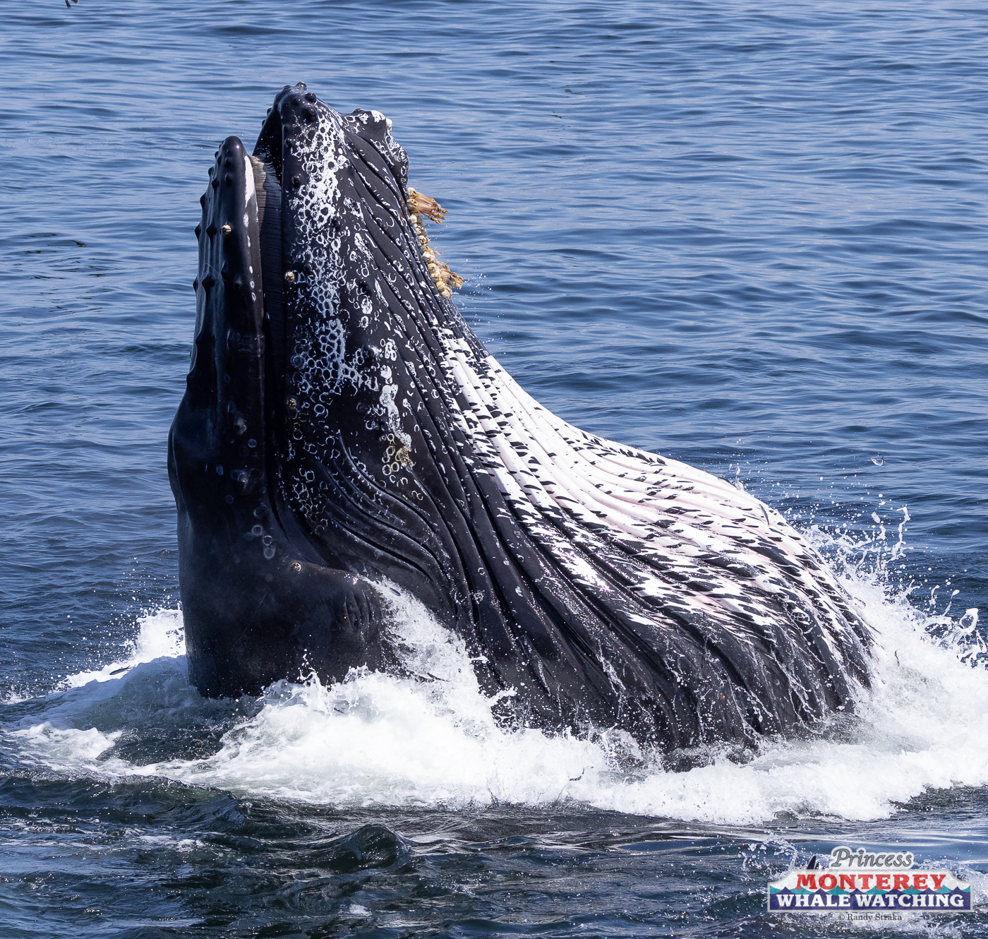 Wednesday September 11, 2024 | Princess Monterey Whale Watching