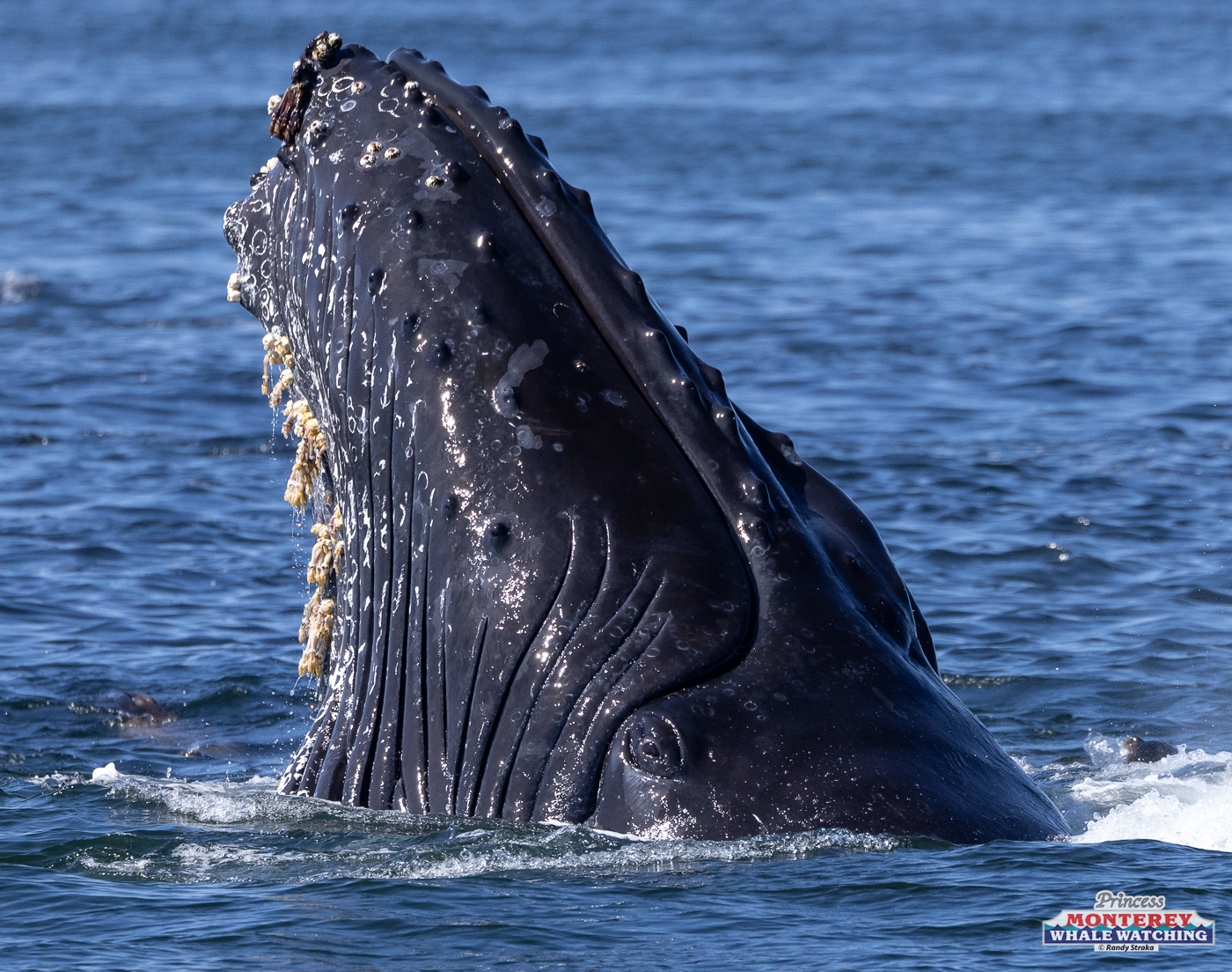 Tuesday March 25, 2025 | Princess Monterey Whale Watching