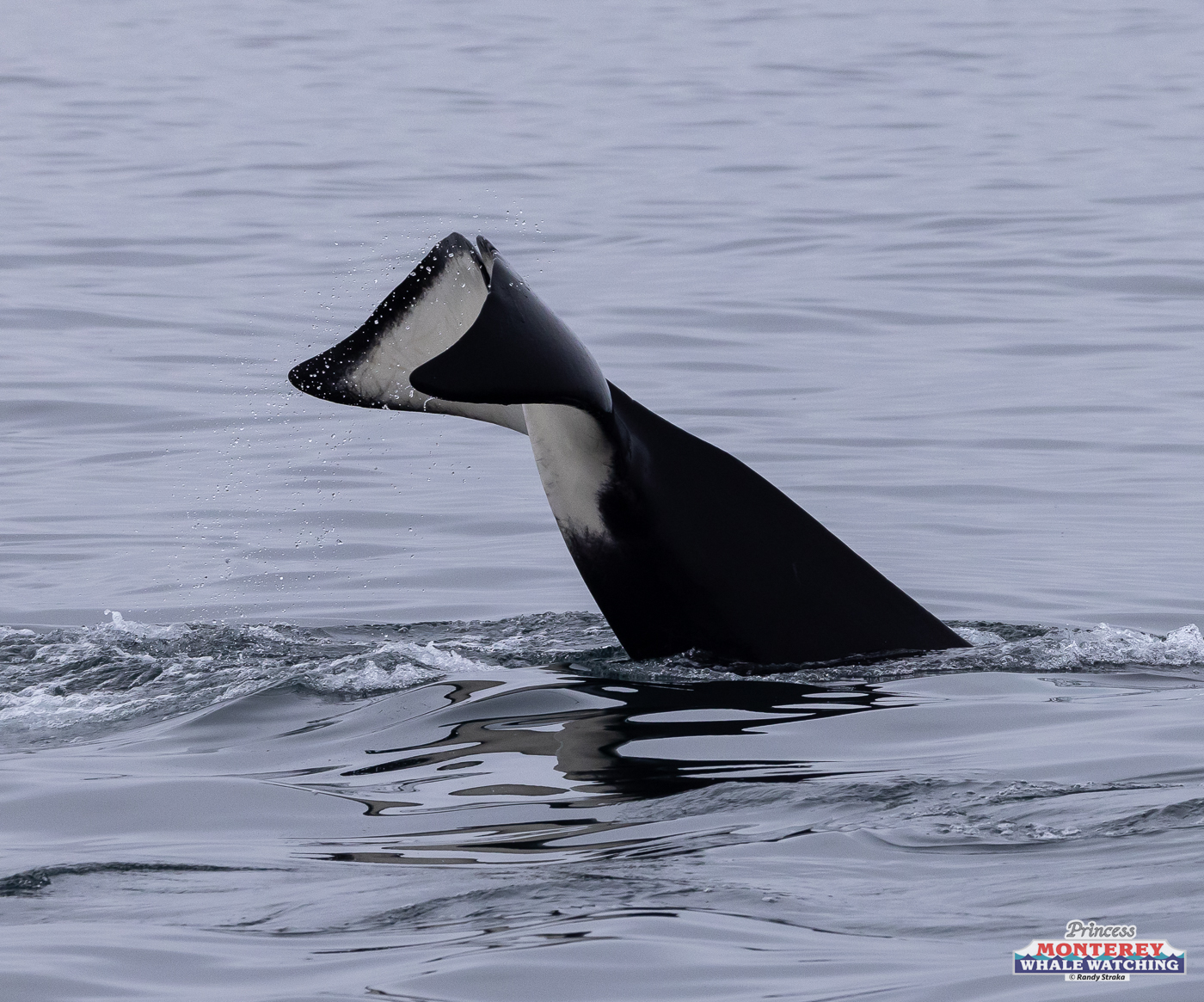 Tuesday November 5, 2024 | Princess Monterey Whale Watching