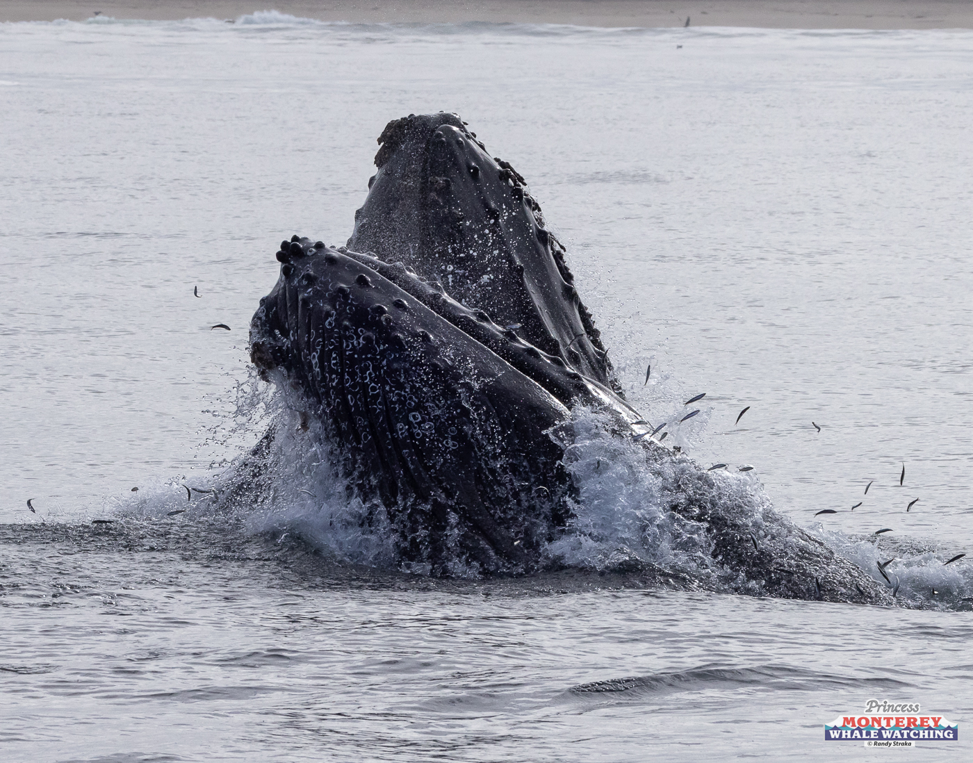 Sunday December 1, 2024 | Princess Monterey Whale Watching