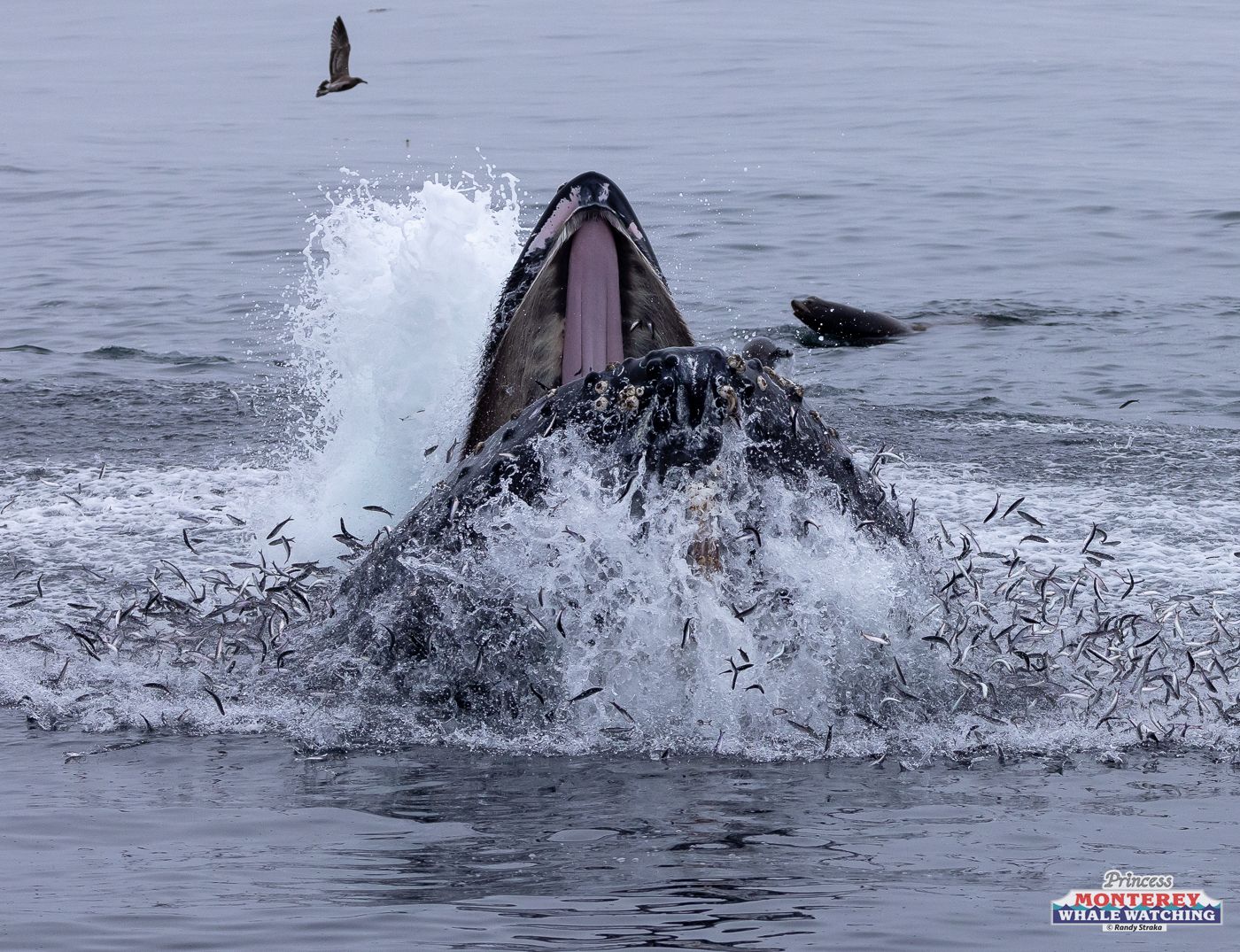 Sunday September 29th 2024 | Princess Monterey Whale Watching
