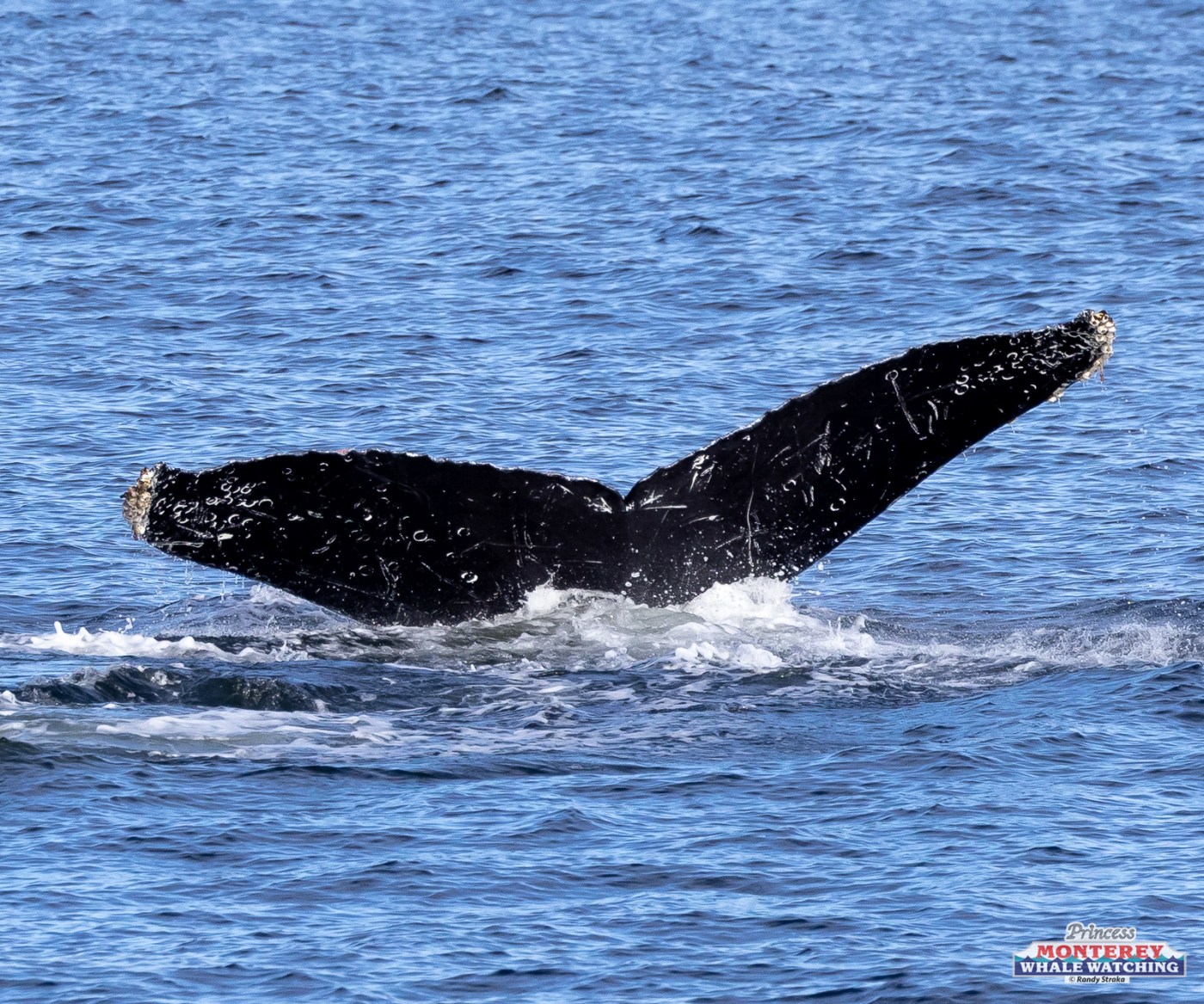 Sunday November 17, 2024 | Princess Monterey Whale Watching