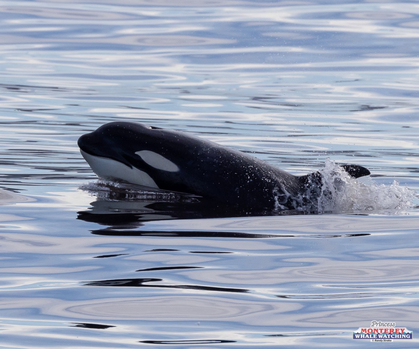 Tuesday November 26, 2024 | Princess Monterey Whale Watching