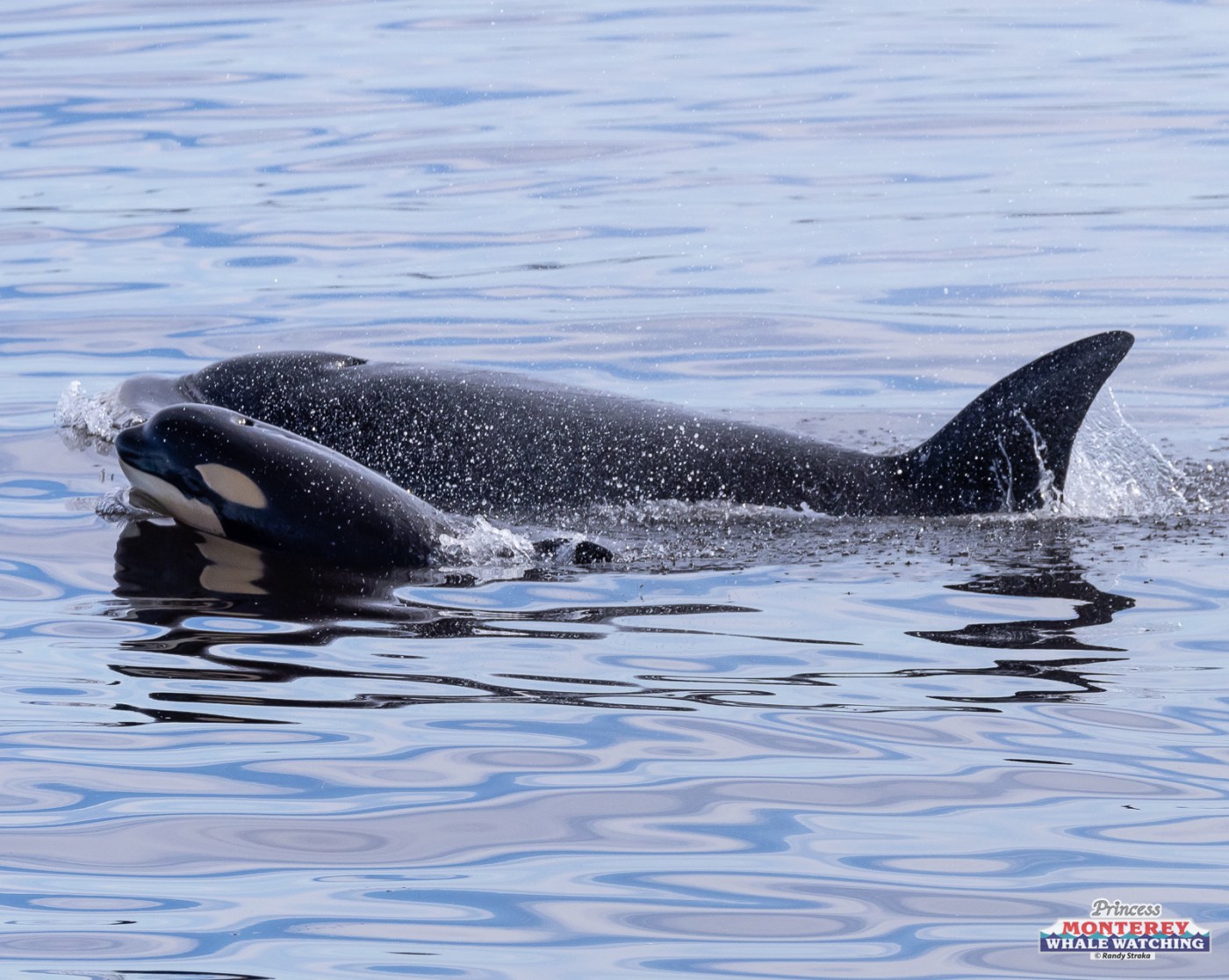 Sunday November 24, 2024 | Princess Monterey Whale Watching