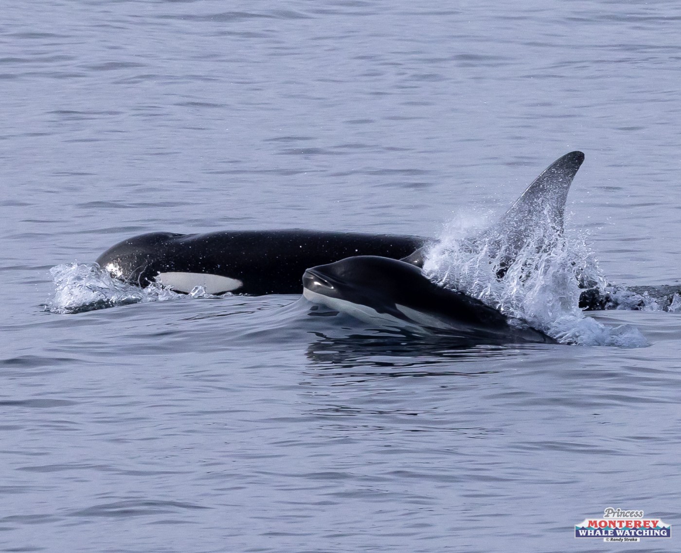 Thursday December 26, 2024 | Princess Monterey Whale Watching