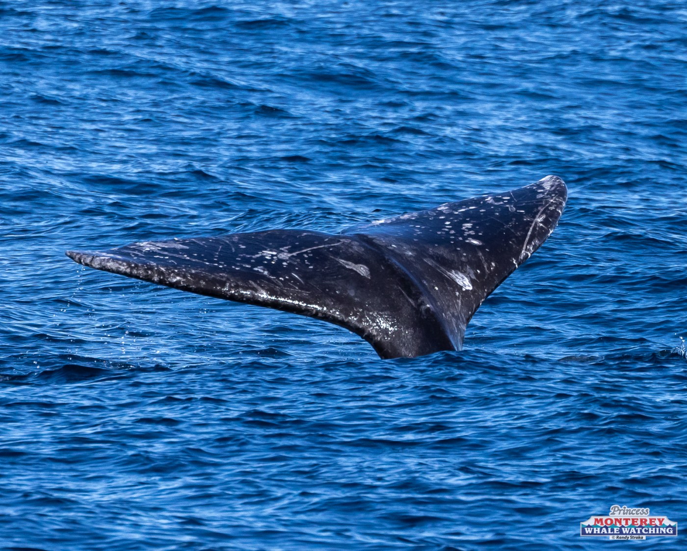 Saturday February 8, 2025 | Princess Monterey Whale Watching
