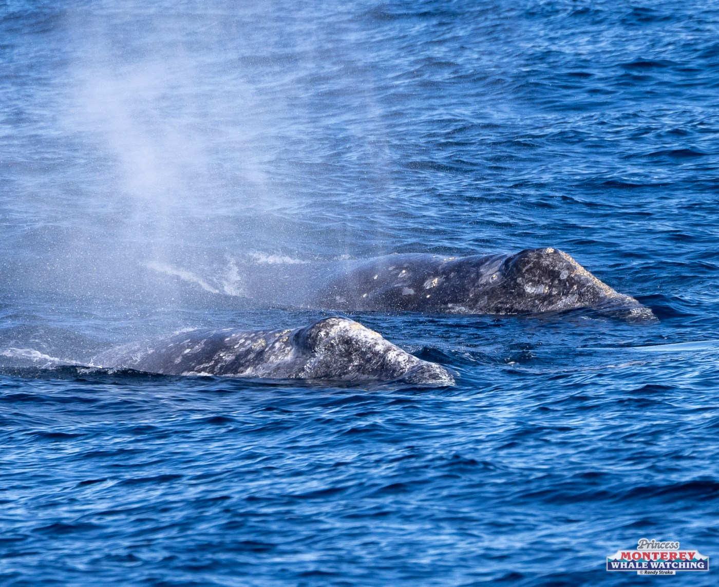 Sunday February 9, 2025 | Princess Monterey Whale Watching