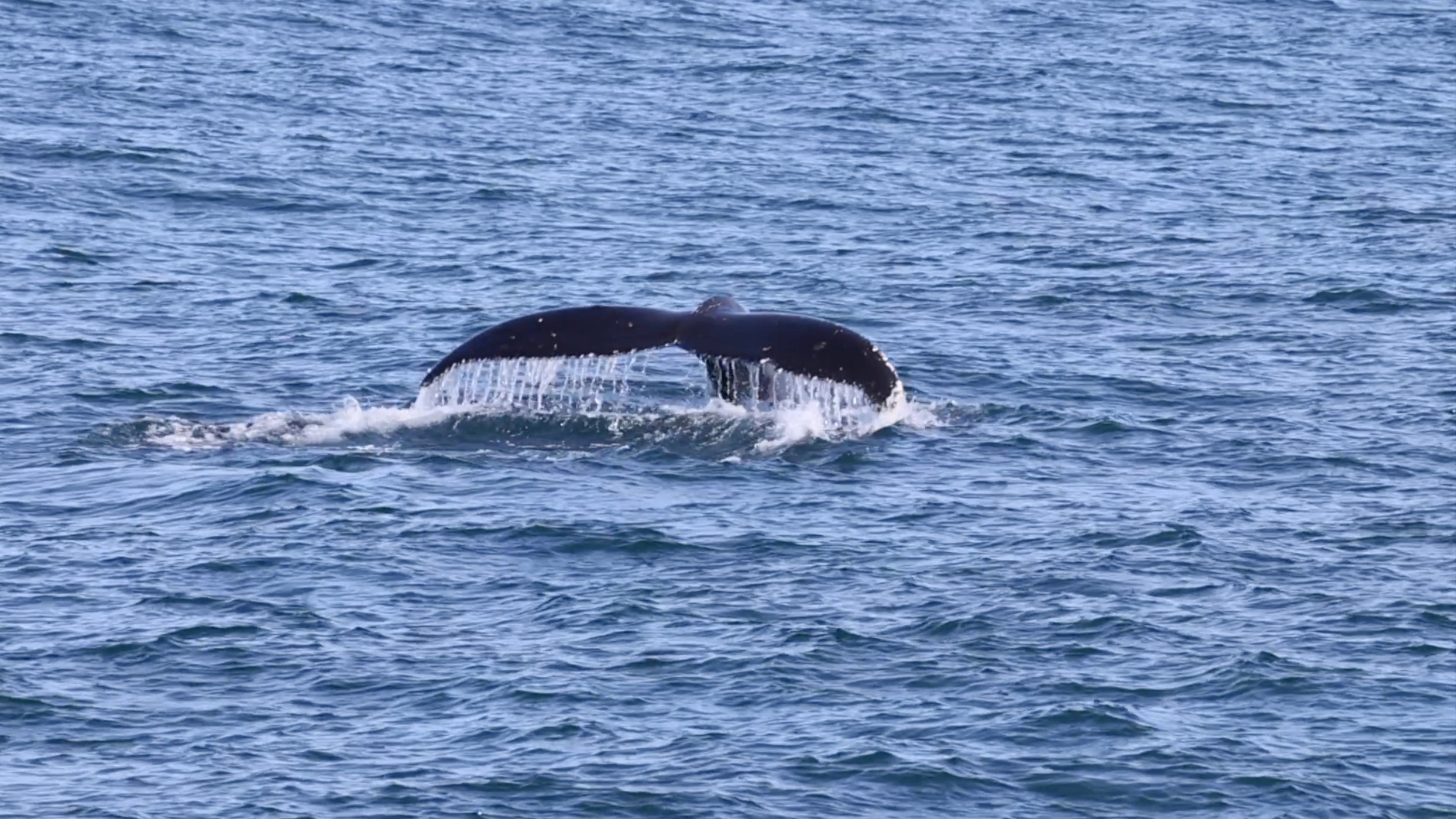 Saturday February 22, 2025 | Princess Monterey Whale Watching