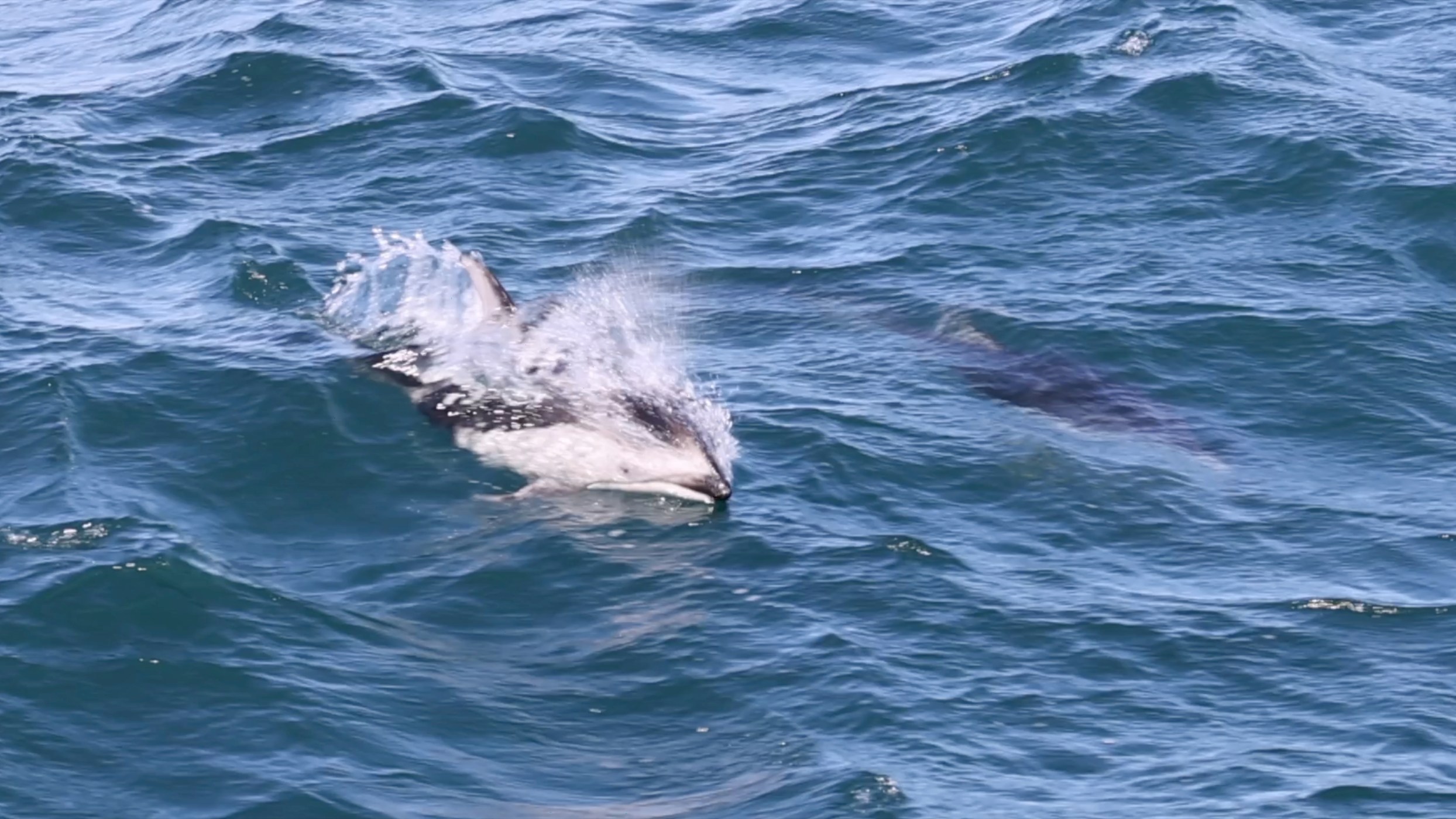 Saturday September 6, 2025 | Princess Monterey Whale Watching