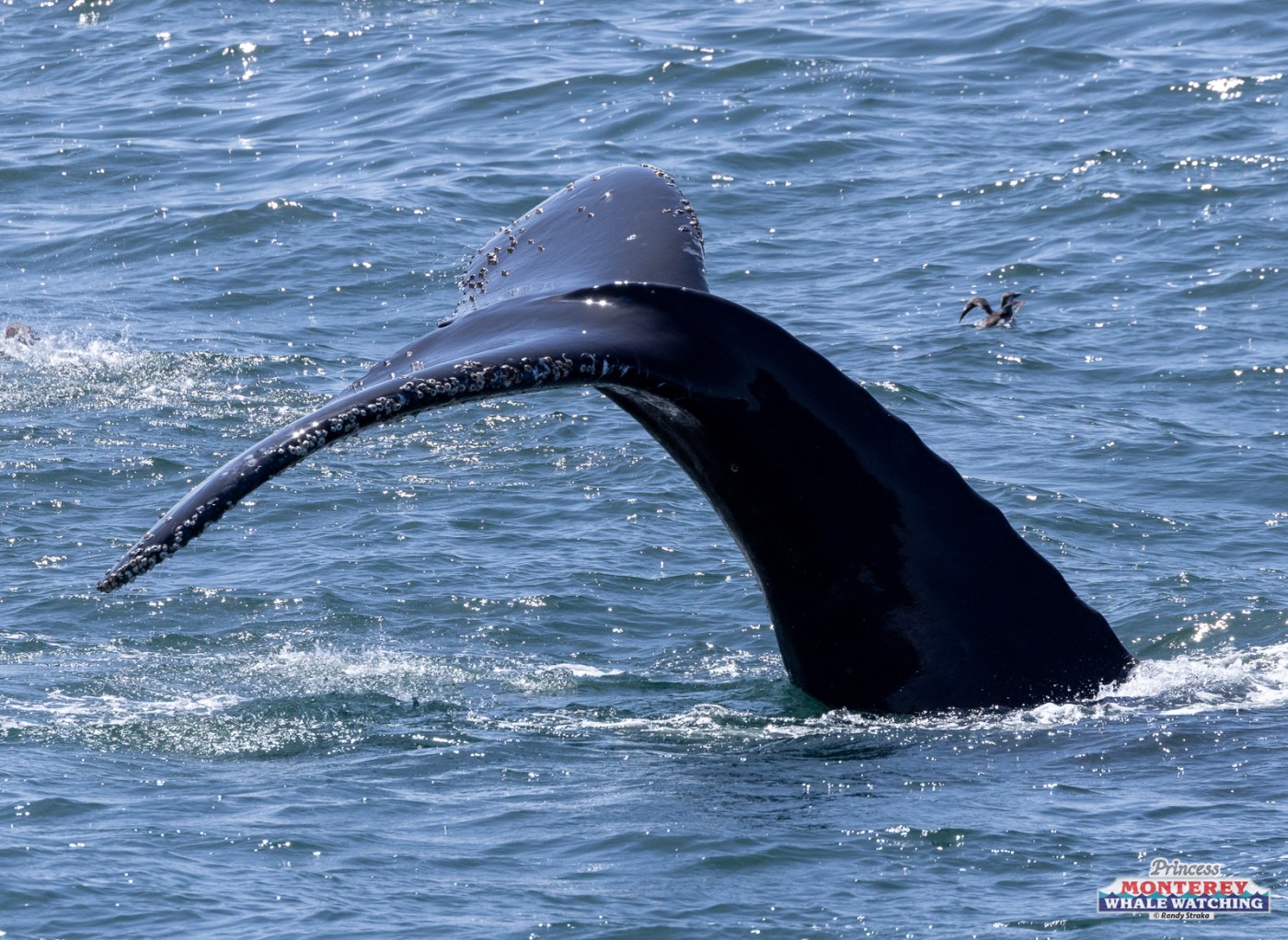 Saturday May 17, 2025 | Princess Monterey Whale Watching