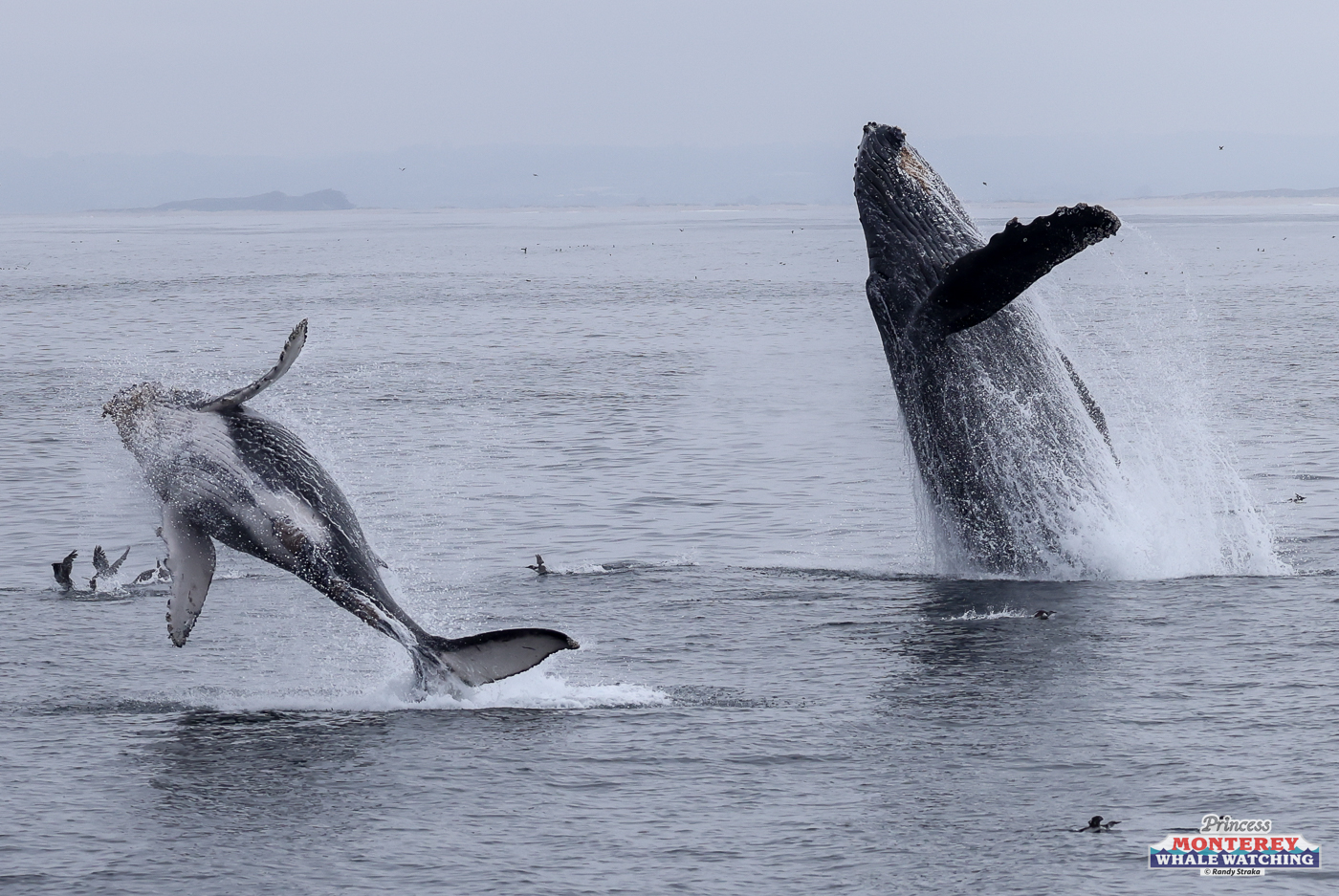 Sunday April 20, 2025 | Princess Monterey Whale Watching