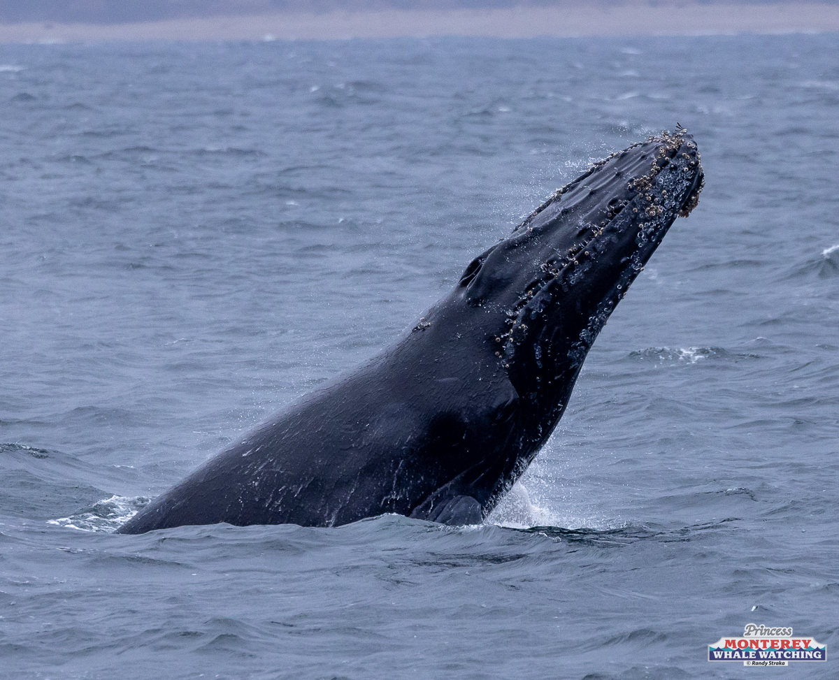 Thursday May 1, 2025 | Princess Monterey Whale Watching