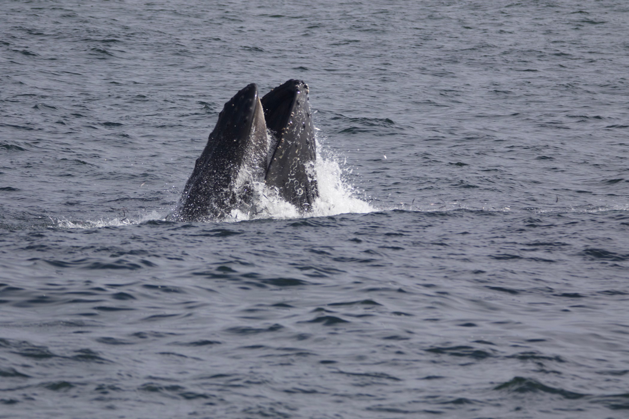 Saturday June 7, 2025 | Princess Monterey Whale Watching
