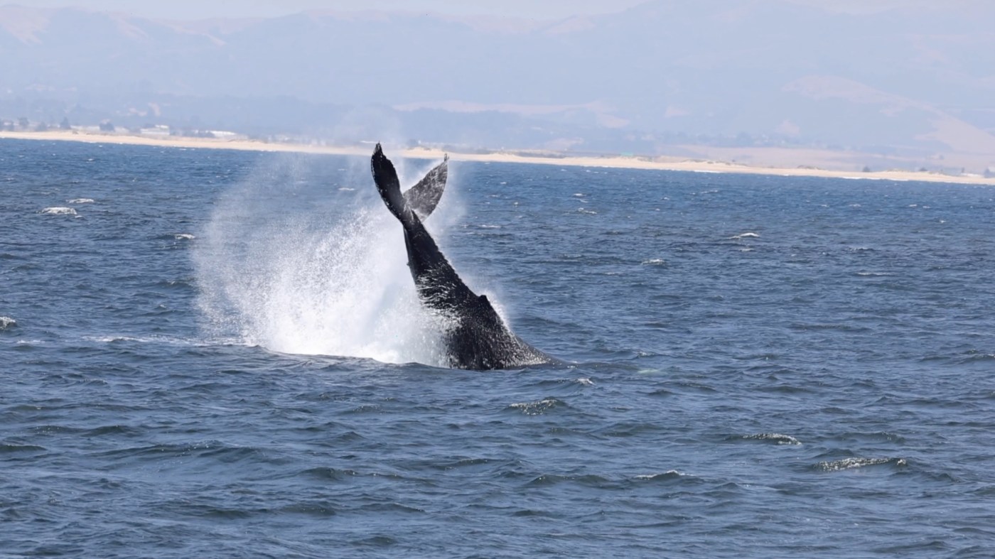 Monday October 6, 2025 | Princess Monterey Whale Watching