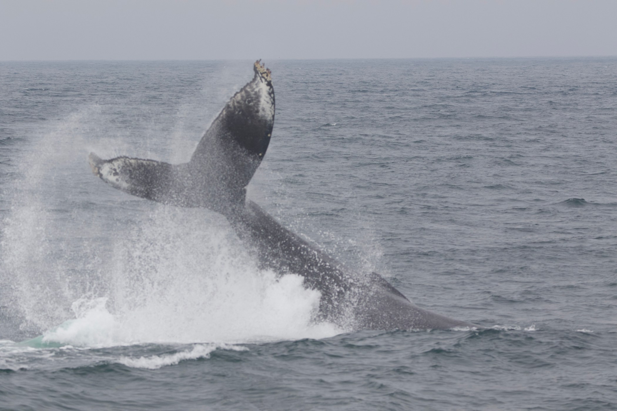 Sunday September 21, 2025 | Princess Monterey Whale Watching