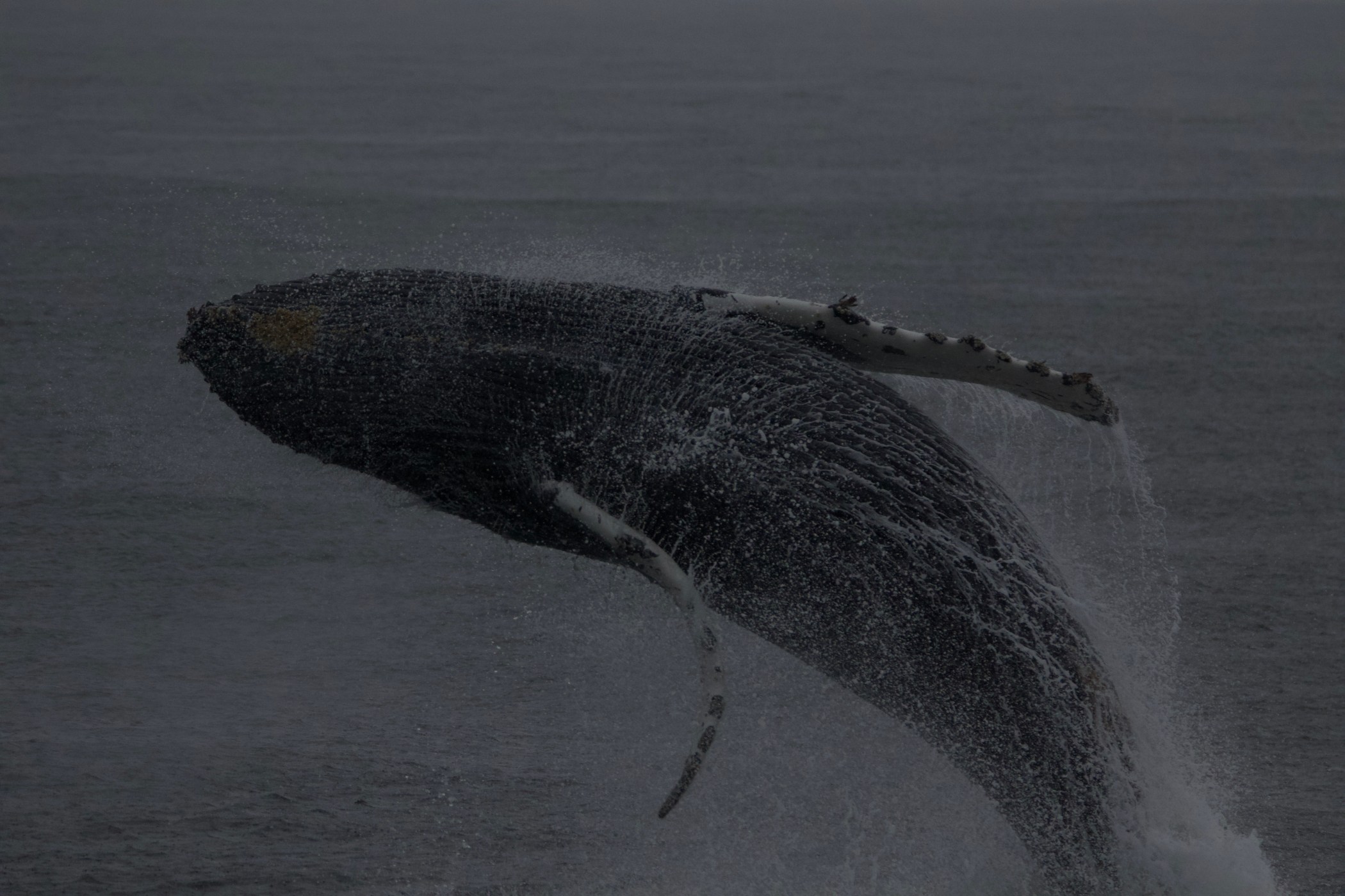 Wednesday October 22, 2025 | Princess Monterey Whale Watching