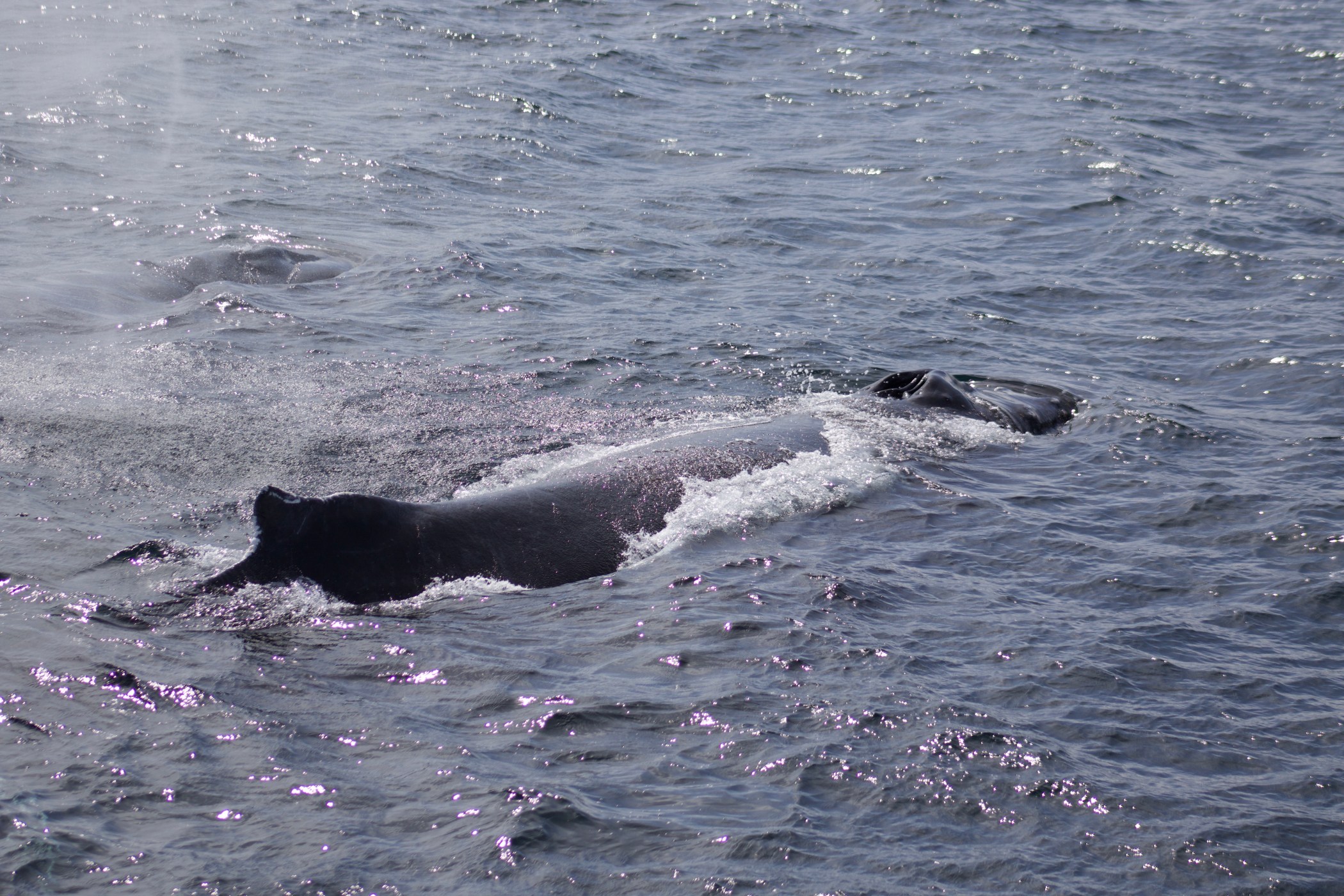 Friday October 24, 2025 | Princess Monterey Whale Watching